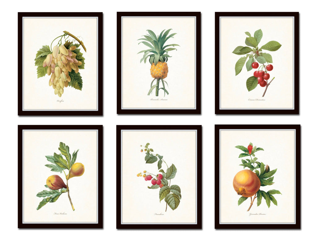 Antique Fruit Prints Set No. 2 – Belle Maison Art