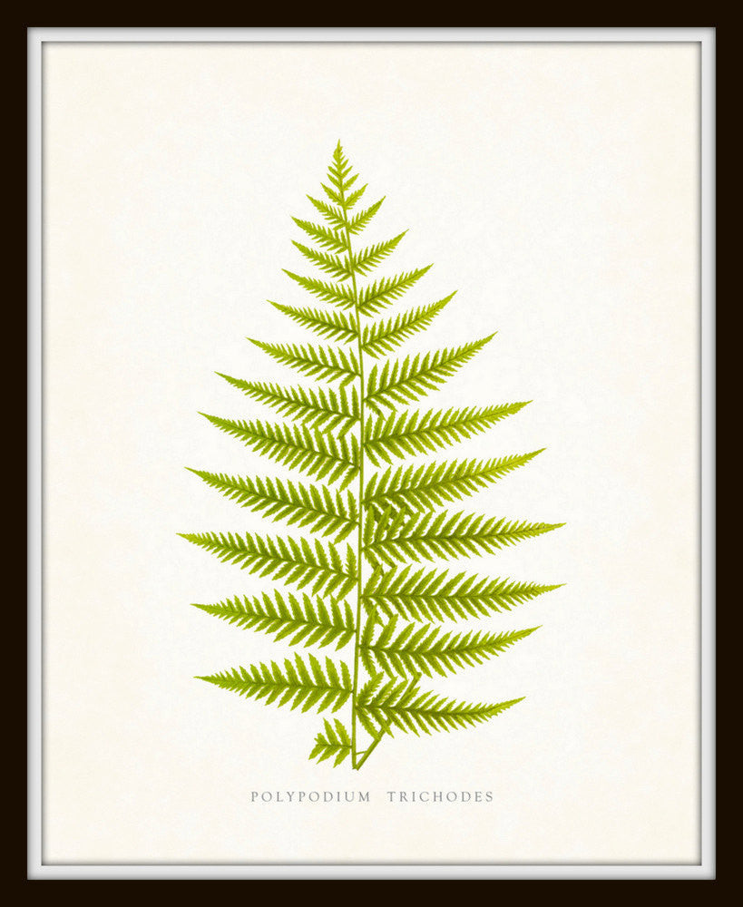 Ferns Trees & Leaves Print Sets – Belle Maison Art