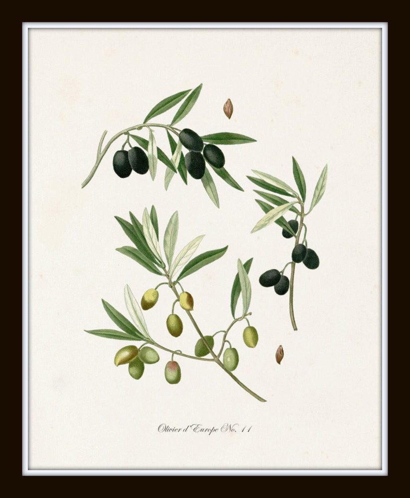 Antique Olive Print Set No. 1 – Belle Maison Art